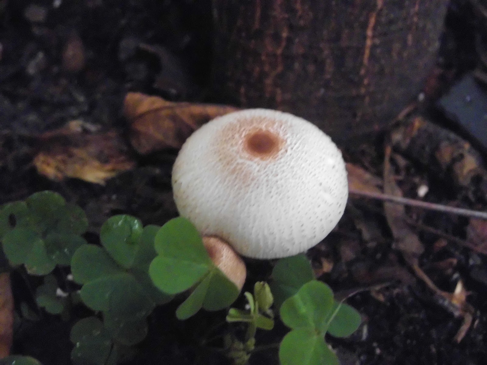 Pertumbuhan dan Reproduksi Jamur atau Fungi