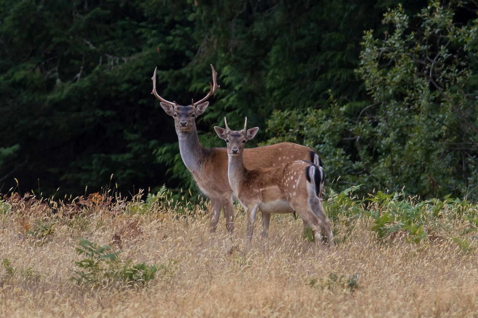 Fur & Feathers 500 - a Canada Big Year for Birds and Mammals: Third ...