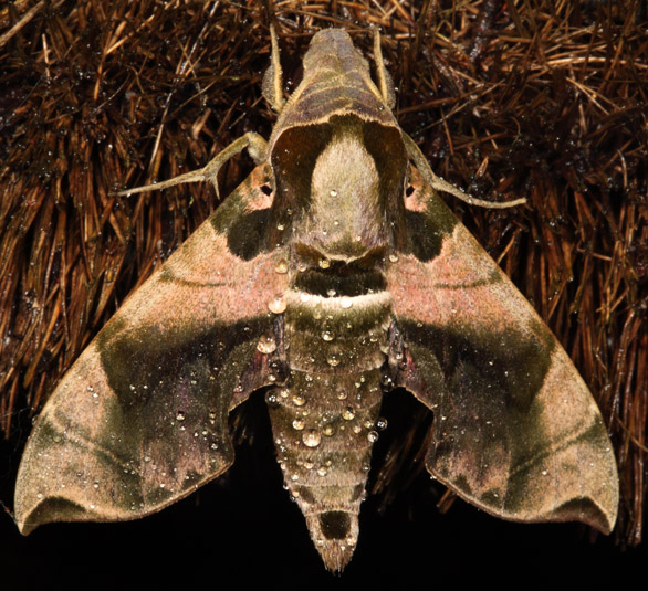 BunyipCo: More Moths