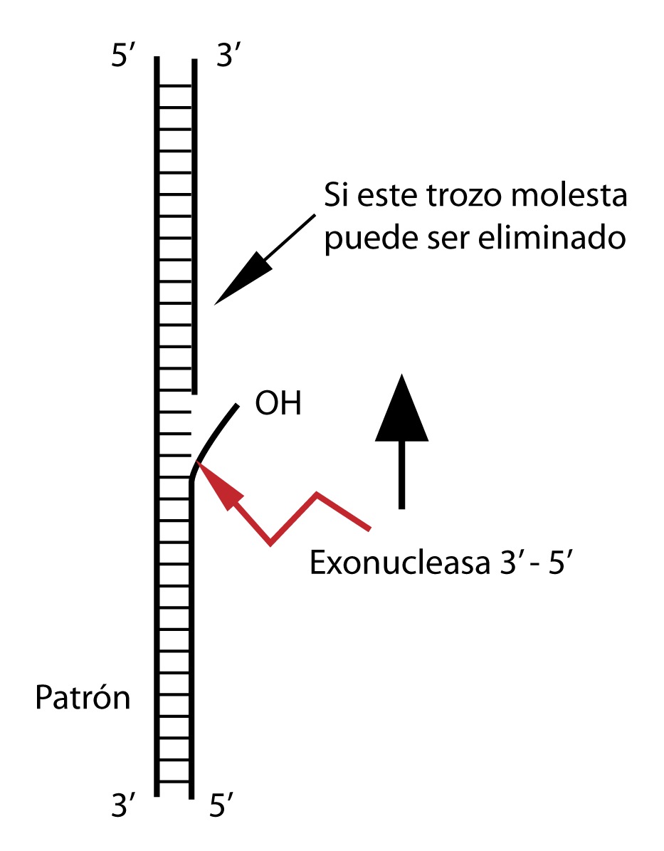 el moderno prometeo: Replicación de la información genética