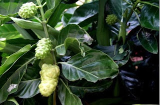 My Asian Secret Garden: Philippine Native Trees for the Garden and for ...