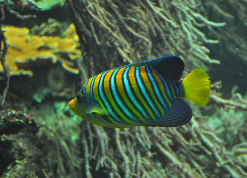 ZOOTOGRAFIANDO (6.100 ANIMALS): PEZ ÁNGEL REAL / REGAL ANGELFISH ...
