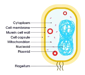 Describe briefly the structure of bacteria? - Biologyseba-Best notes on ...