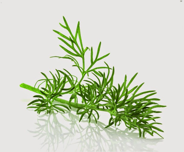 LUONNON VOIMAA: TILLI