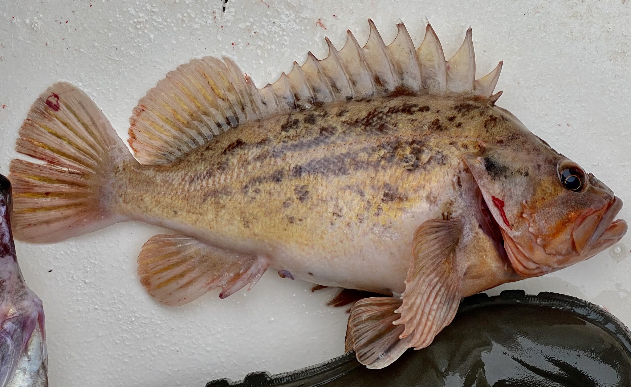 Bryanlikestofish: Fish List - The First 100