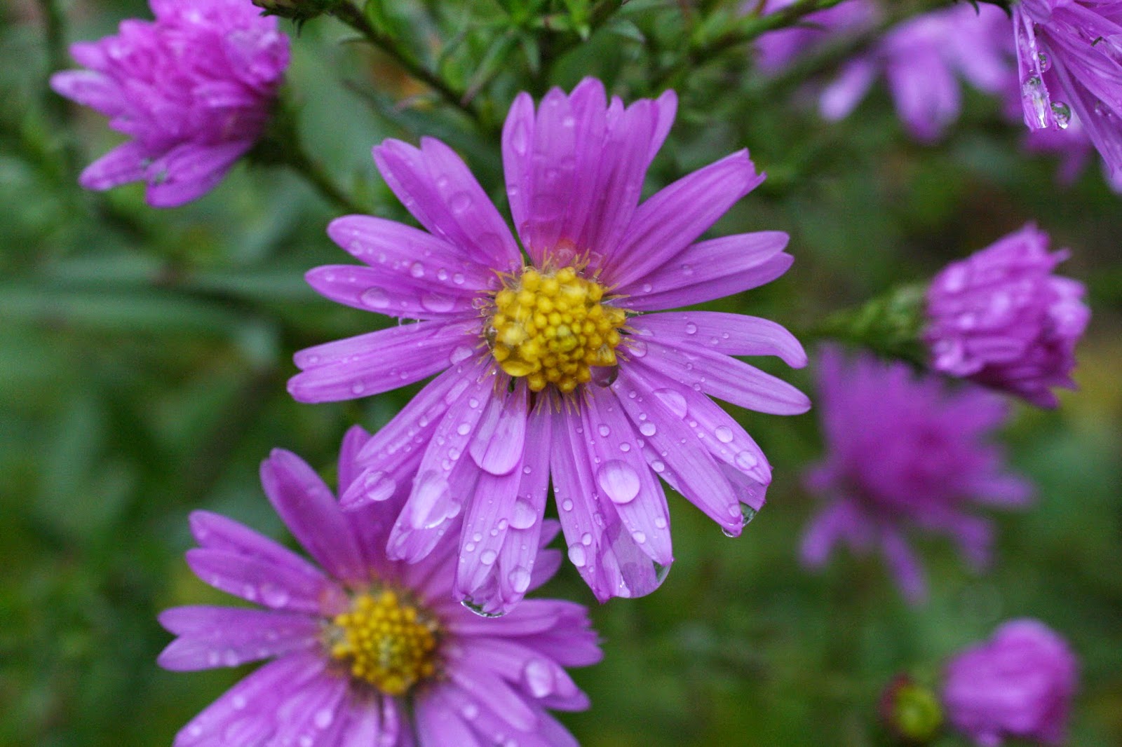 Elämää Paratiisinpalasessa: Kuukauden kukkanen: syysasteri