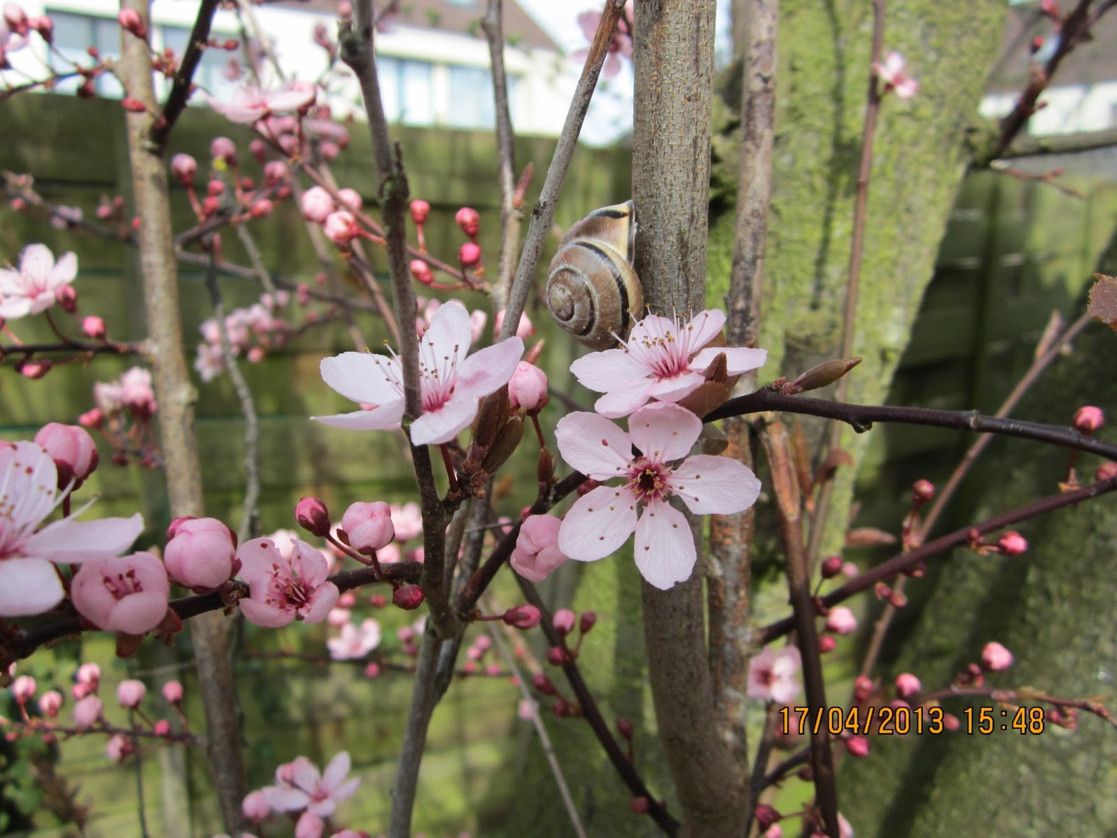 CARPE DIEM HAIKU KAI: Carpe Diem #1194 Cherry Blossom (Sakura)