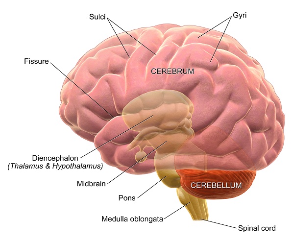 Acute Cerebellar Ataxia: Causes, Symptoms, and Diagnosis