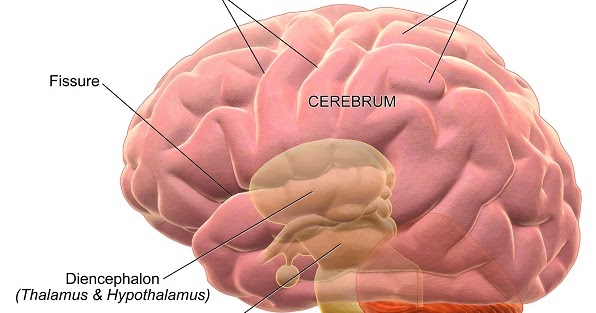 Acute Cerebellar Ataxia: Causes, Symptoms, and Diagnosis