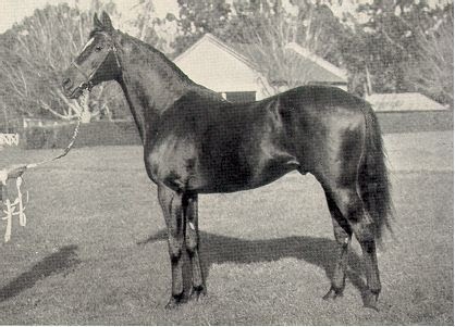 albatroz bloodstock USA: BAHRAM