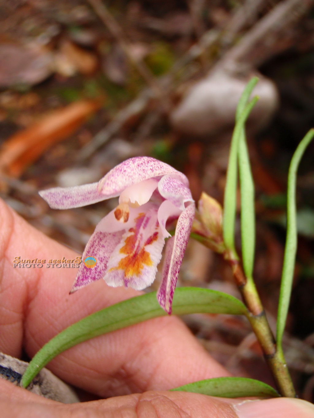Lonely Jungle of Malaysia ( and Asia ): A Pilgrimage to Mt Murud - the ...
