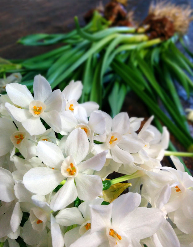 Nessy Designs: Paperwhites