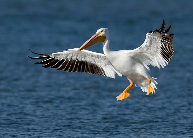 Top 15 White Birds In The World