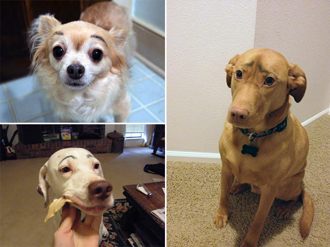 DOGS REALLY DO LOOK BETTER WITH MAKEUP EYEBROWS - NEWSOLOGYS
