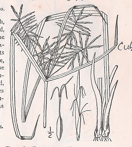 FLORA ILUSTRADA BRITTON DEL NORTE DE U.S.A.-CANADA: CYPERACEAE CYPERUS ...