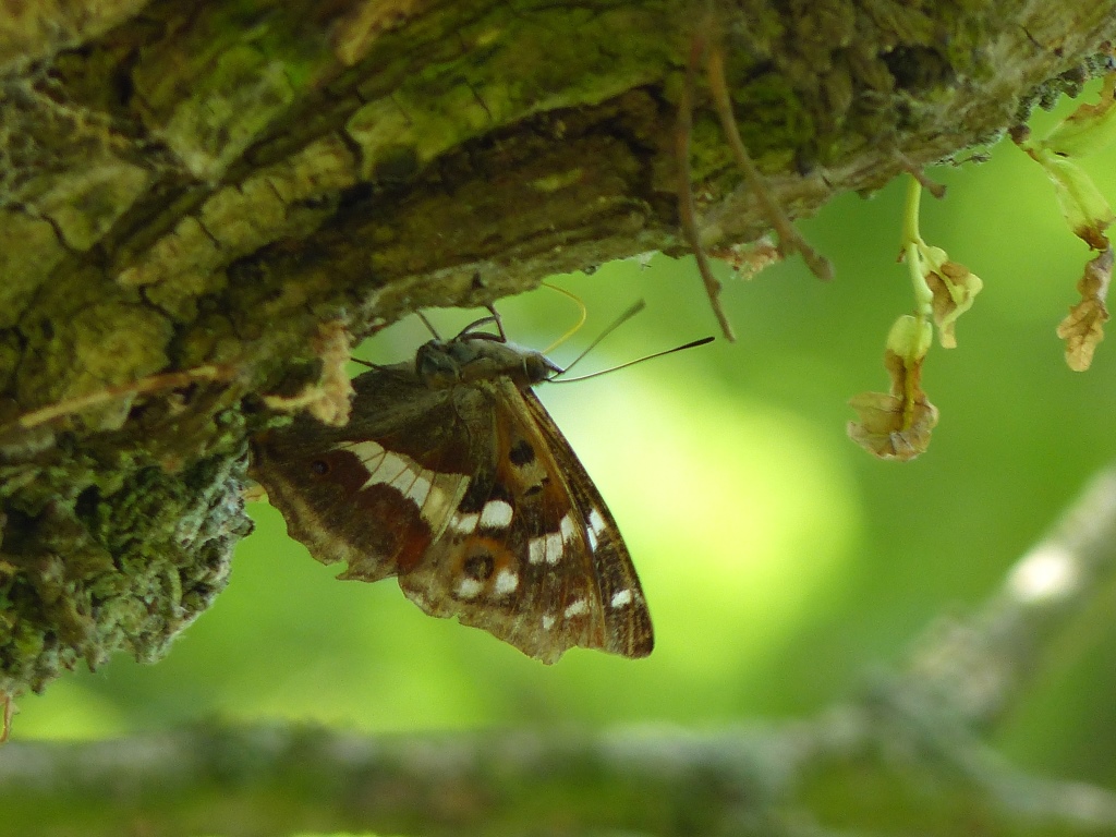 The Purple Empire: Importance of Oak Sap