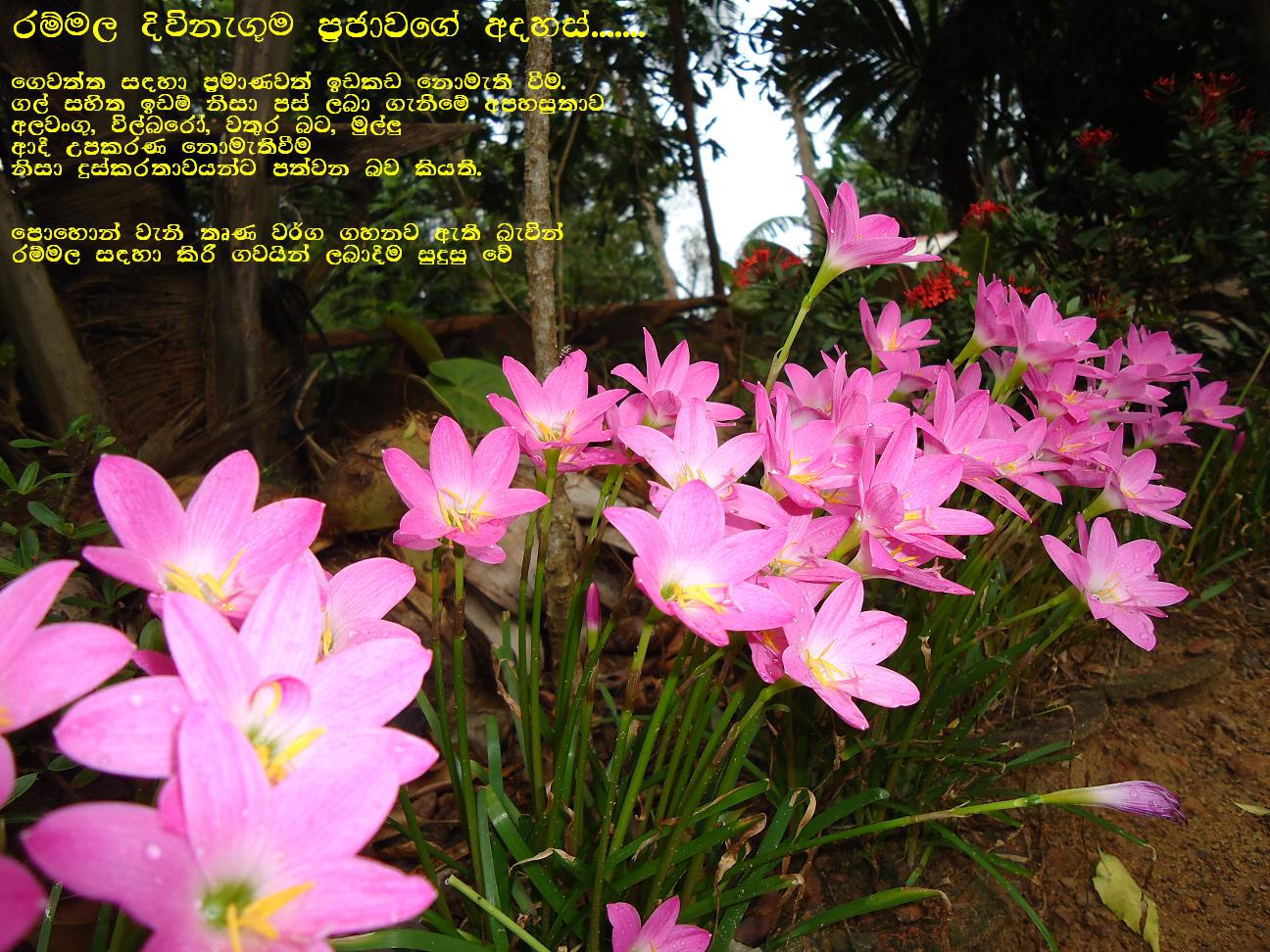 Rammala Divi Neguma: ගල් හා මල්