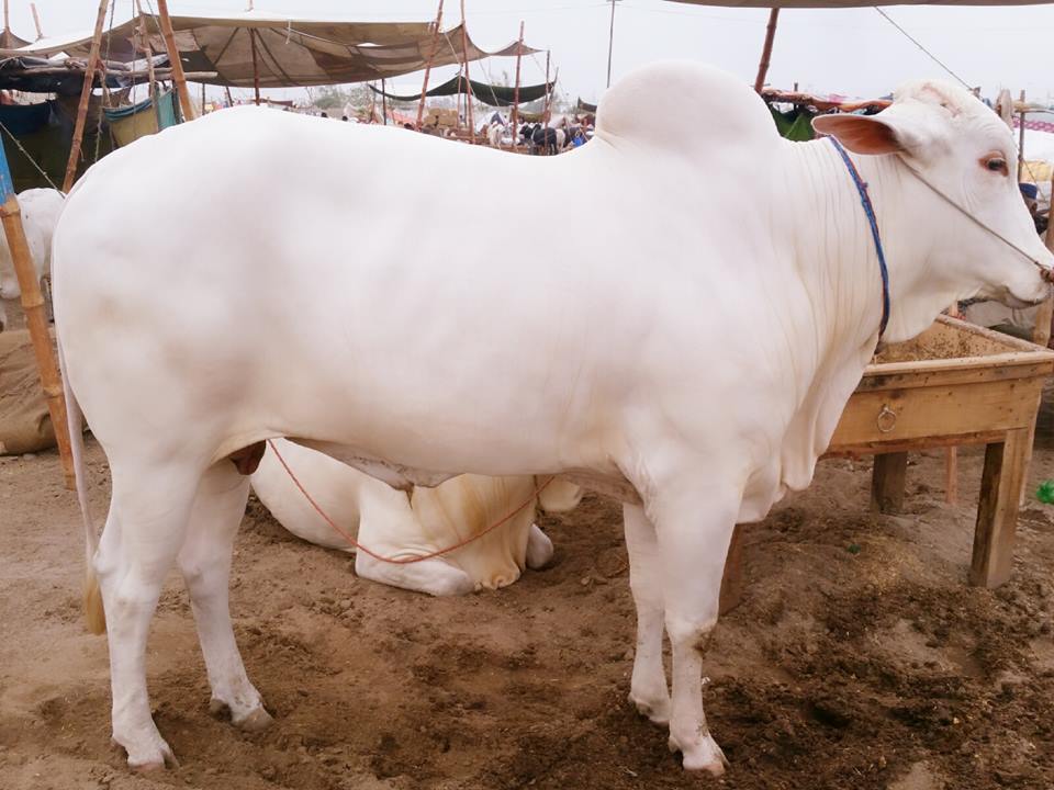 Karachi Cow Mandi 2023 New Pictures Photos Videos Lahore Pakistan Price