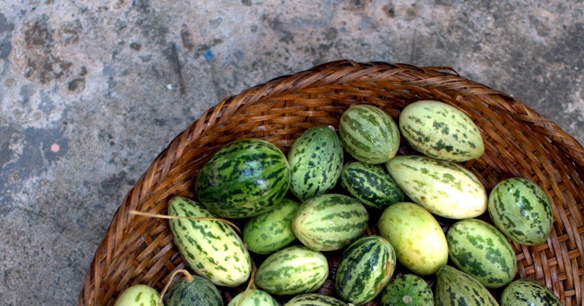 kachri (Cucumis callosus), the wild melon that packs antioxidants and ...