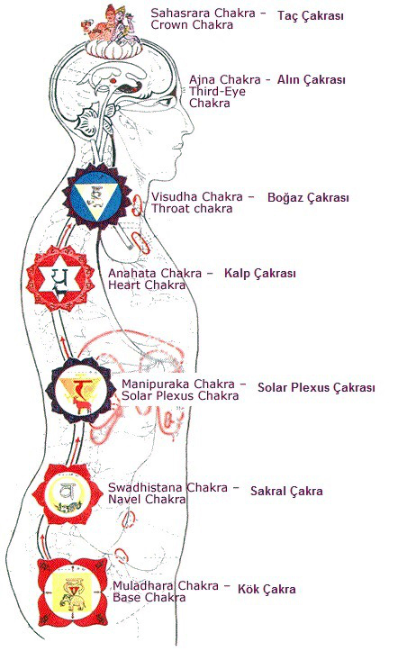 ZORTUK: Çakralar 2: Kök Çakra