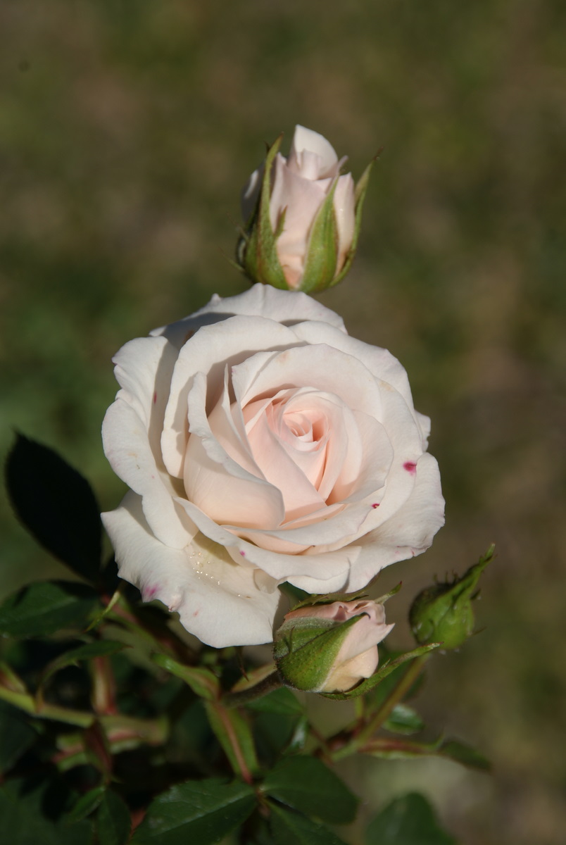 Organic Garden Dreams: February Roses