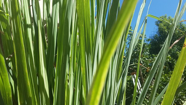 Medicinal Plants: LEMON GRASS