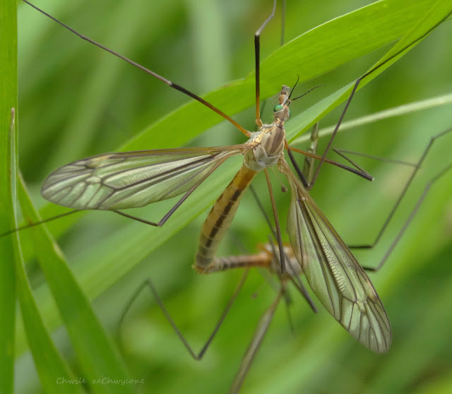 Chwile zaChwycone: Komarnice i amory