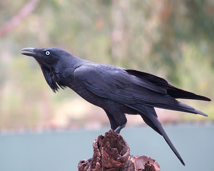 Variety of Life: Corvus