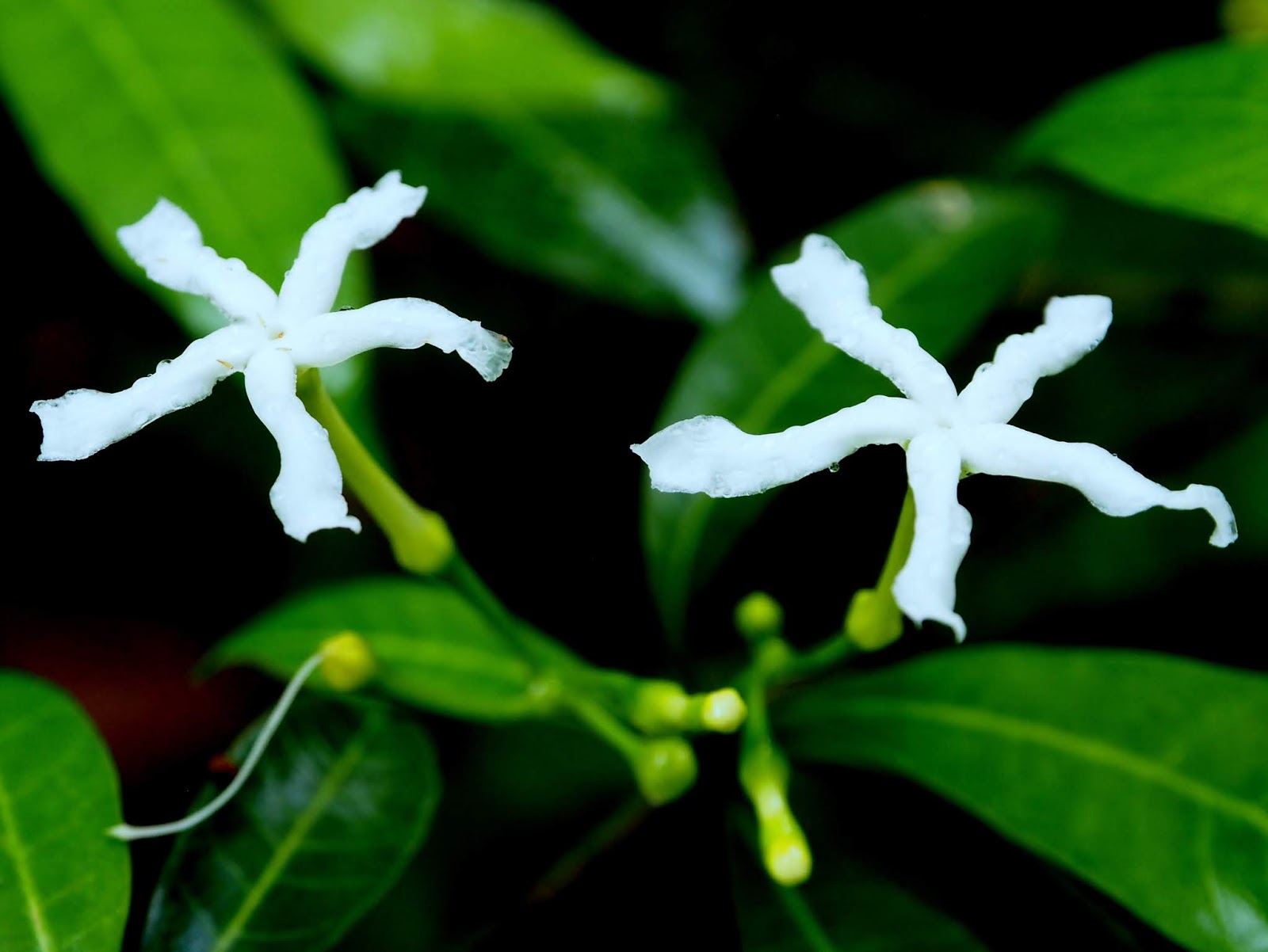 Pure Oxygen Generators: Endemic Plant Pandakaki