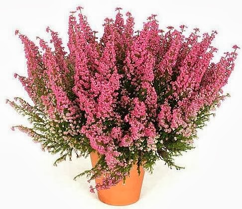 Flori pentru suflet: ERICA (Erica gracilis)