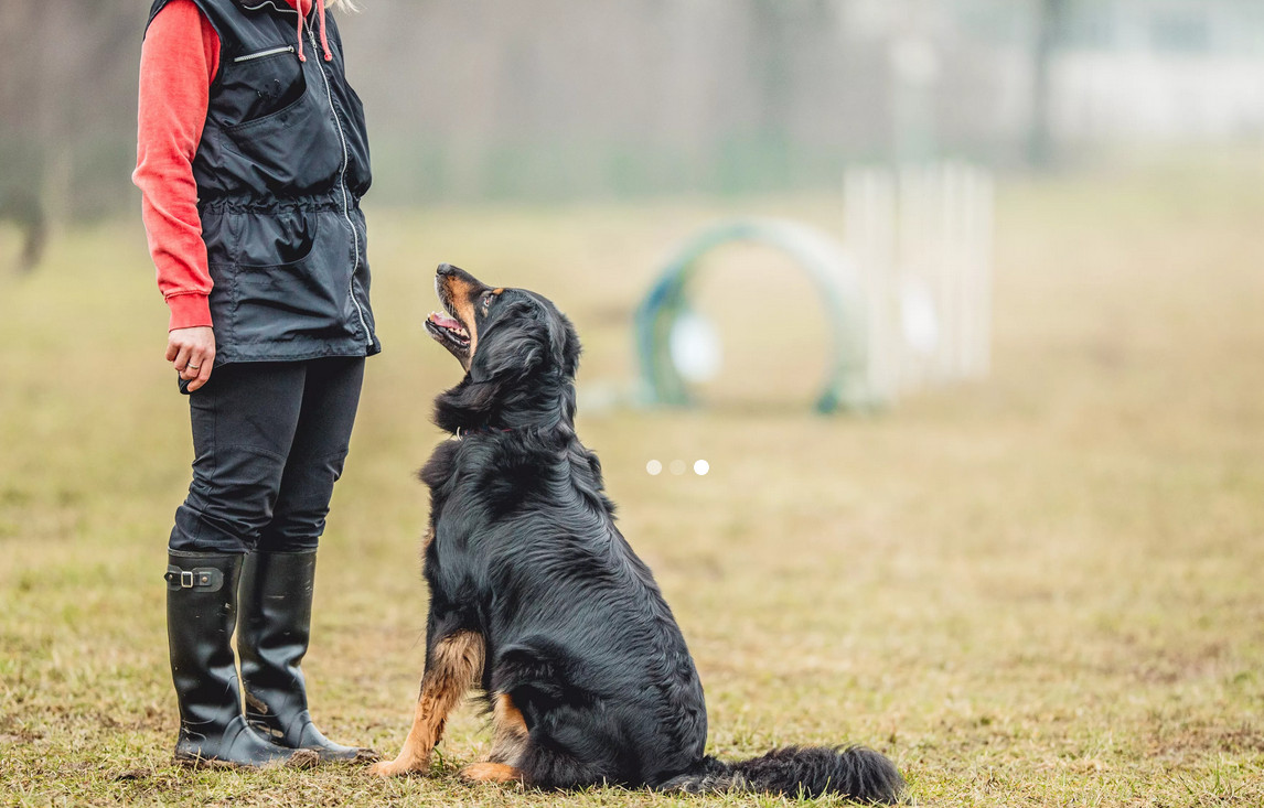 Top 10 Basic Dog Training Commands| Dog Training Tips | Dog Tips Secret