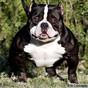 Filhotes American Bully DAXLINE | GV American Bully