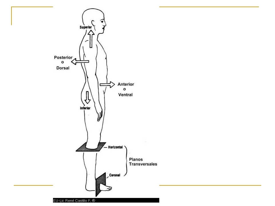 Anatomia y mas: introduccion a la anatomia (colaboracion externa)