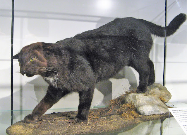 Cait Sith - legendary cat and anthropomorphic fantasy cat