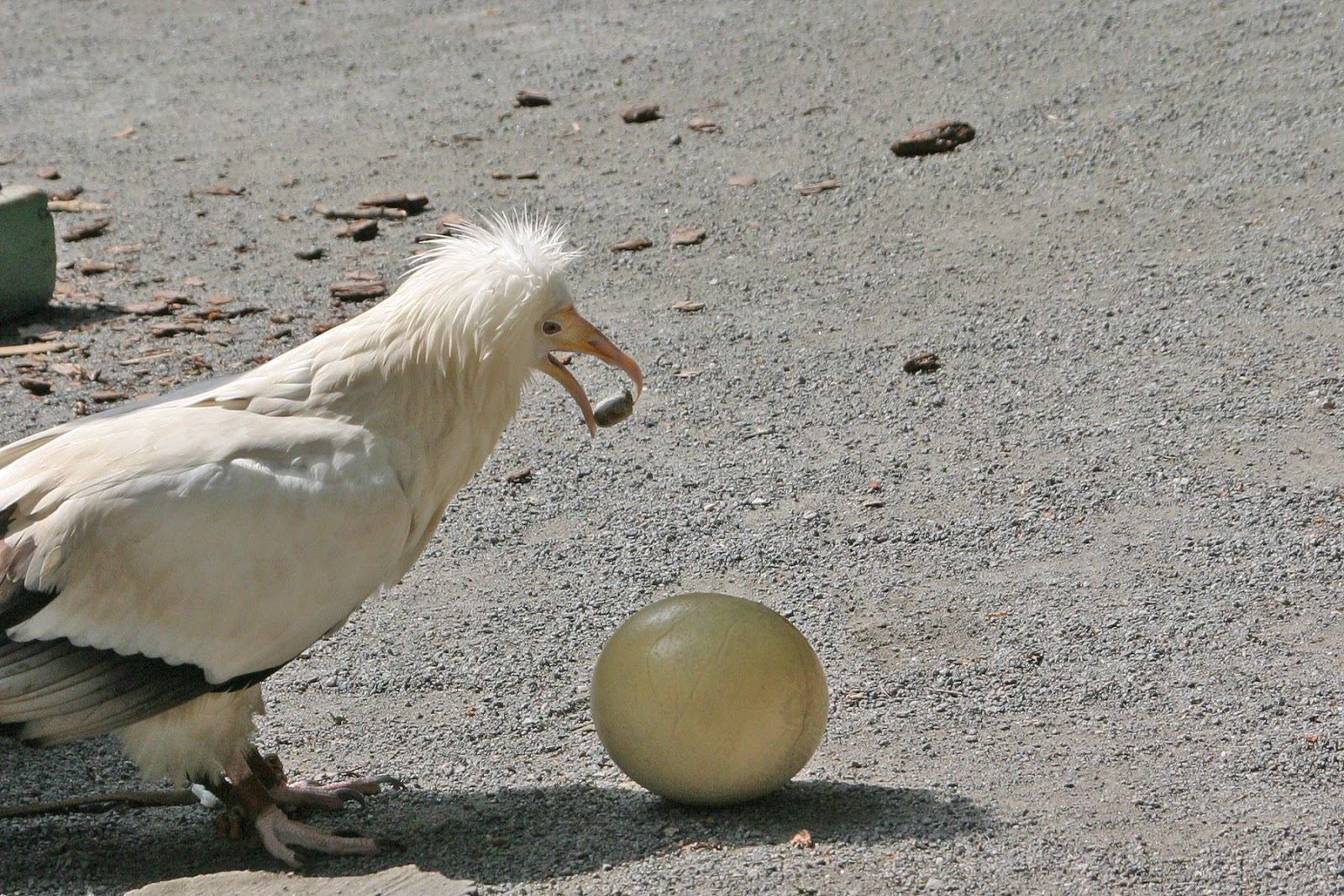 World Bird Sanctuary: Osiris – Not The God Of The Dead