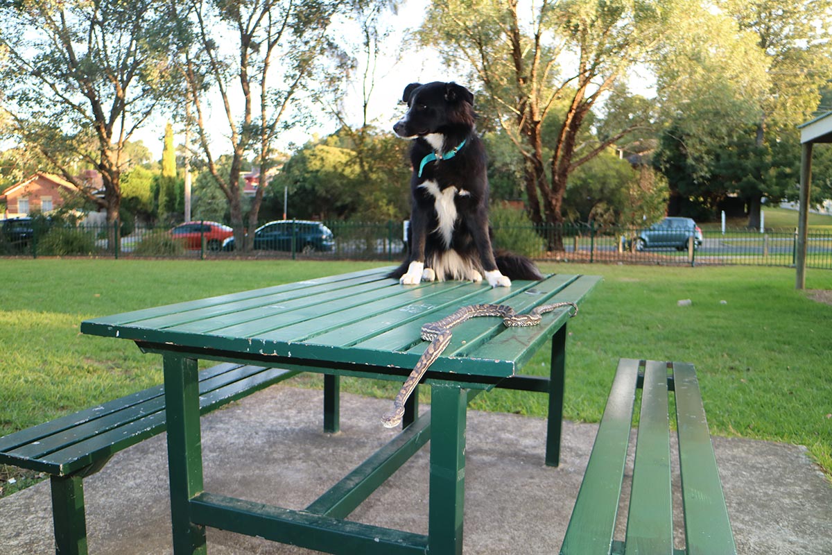 Canine Snake Avoidance Training | Australian Dog Lover
