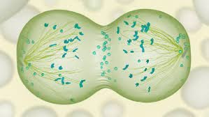 Division celular y su aplicación a la producción vegetal