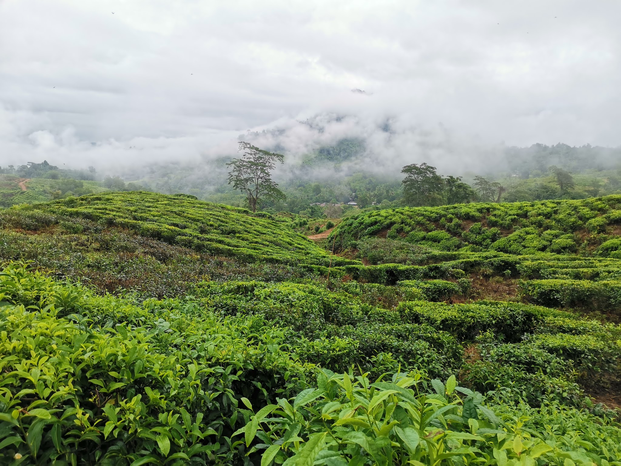 Kebun Bahagia Bersama: Sabah Tea Garden Longhouse only us staying