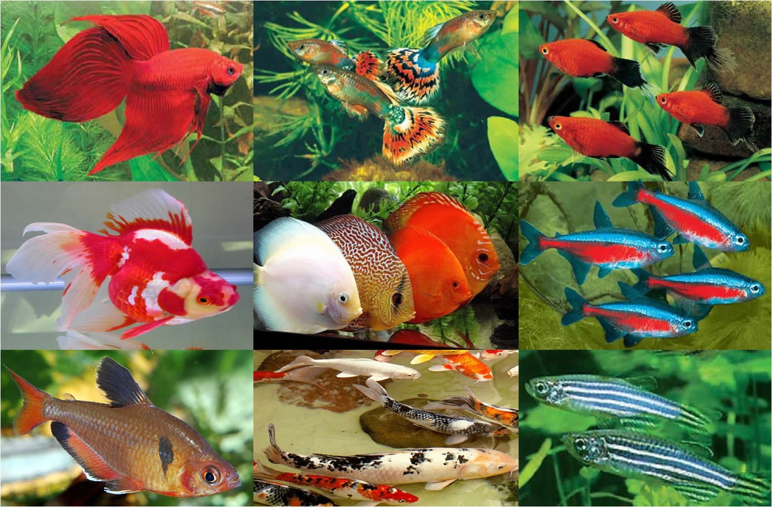 Cria Peixe Tilapicultura: "PEIXE ORNAMENTAL: UM GRANDE ANIMAL DE ESTIMAÇÃO"