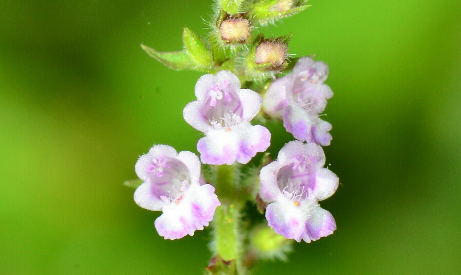 石薺薴 Mosla scabra 【唇形科】