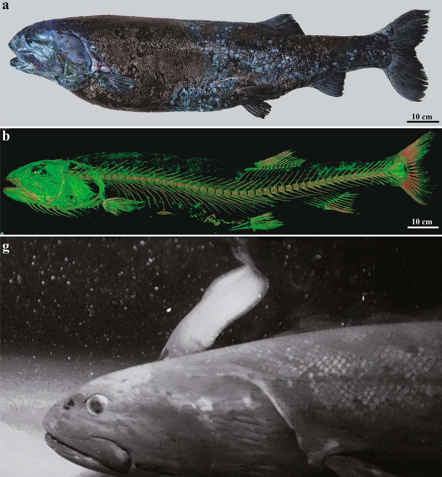 Species New to Science: [Ichthyology • 2021] Narcetes shonanmaruae ...