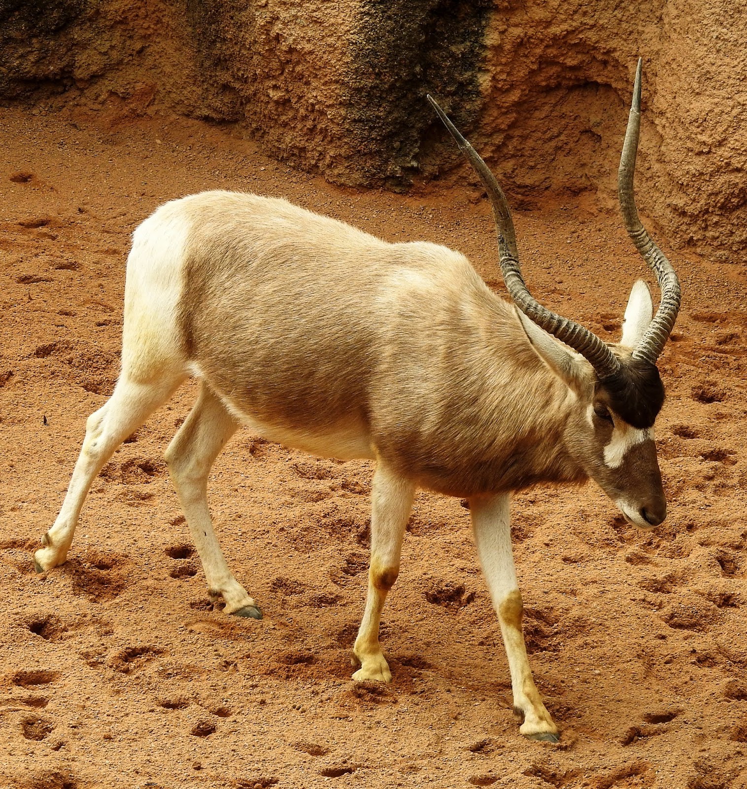 BIRDWALKERMONDAY: ADDAX (MALE) (Addax nasomaculatus)