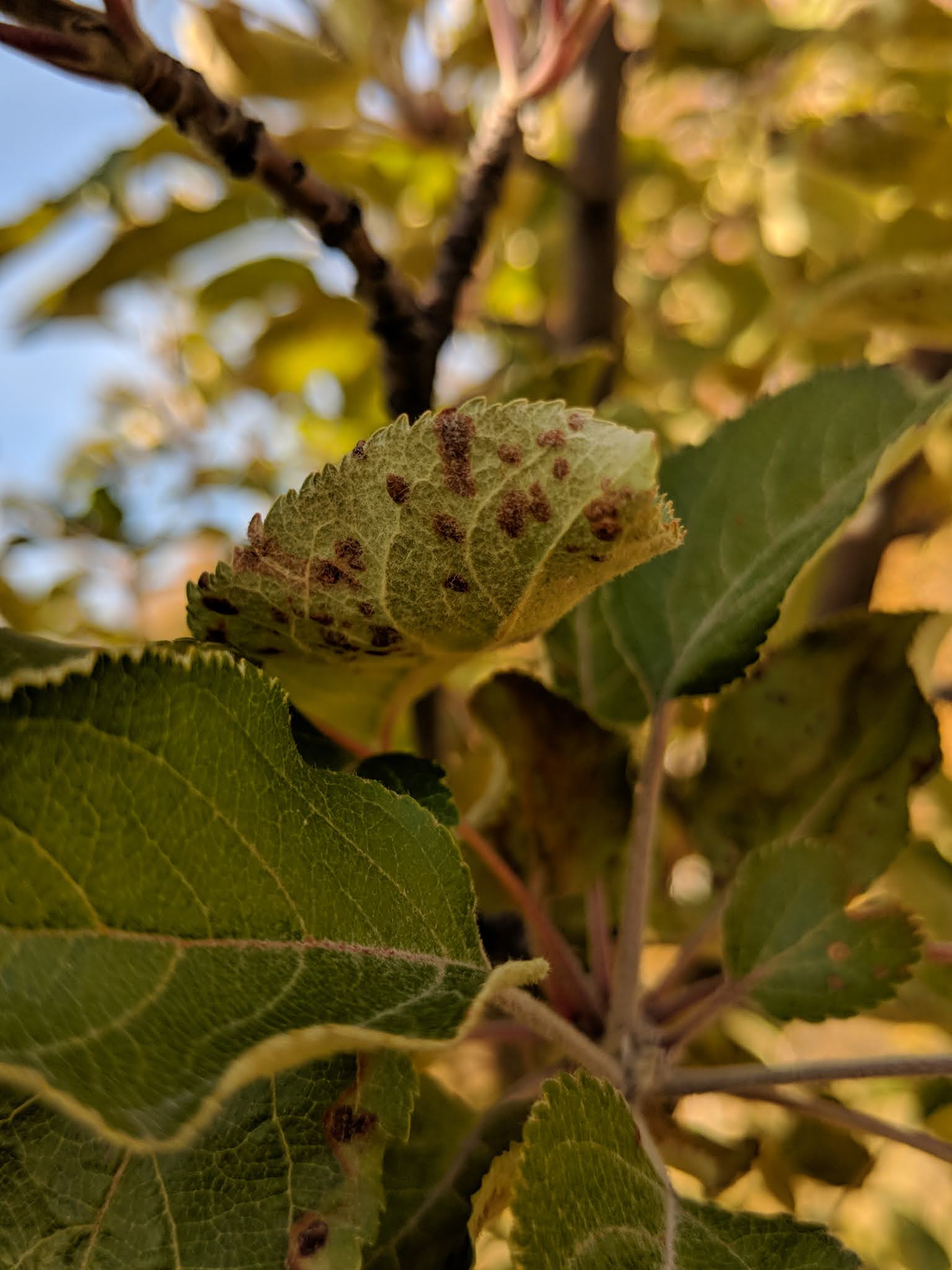 Fruit Tree Pruning at Its Best: Blister Mites