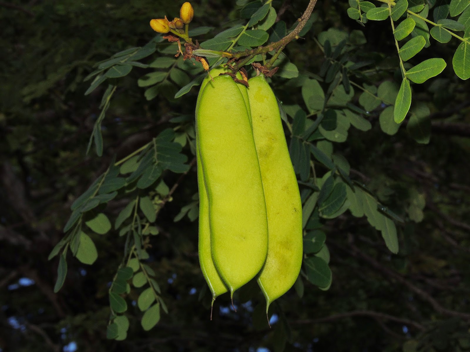 Fabaceae - Leguminosae no Brasil: Fabaceae - Cenostigma nordestinum ...