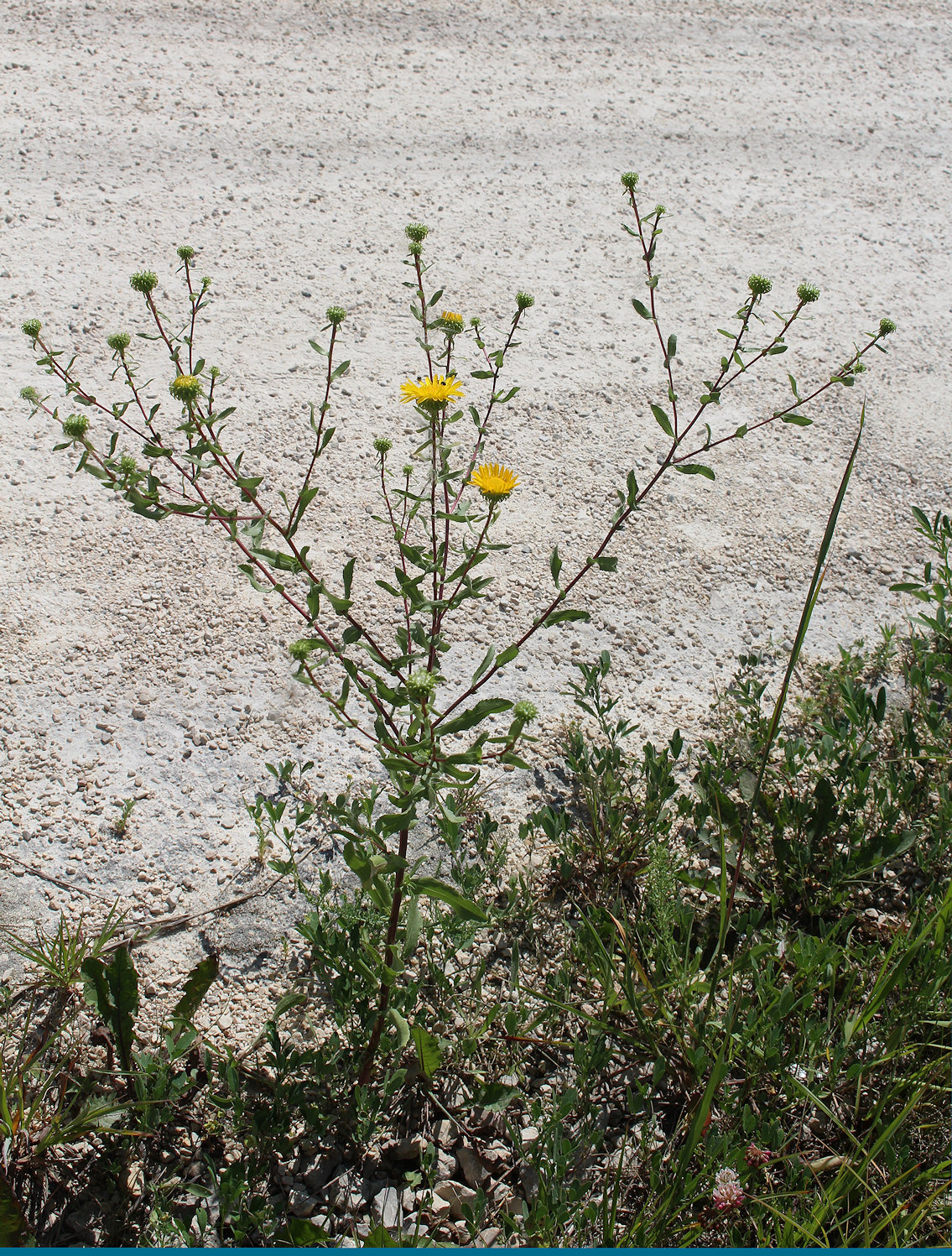 Assiniboine Forest Plant Life: Weeds in the Assiniboine Forest