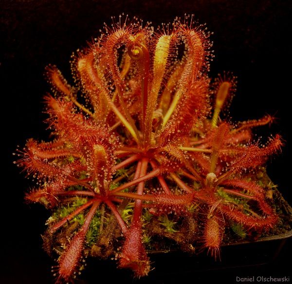 Droseras Brasileiras - Temperatura, Sol e Clima - Parte 2