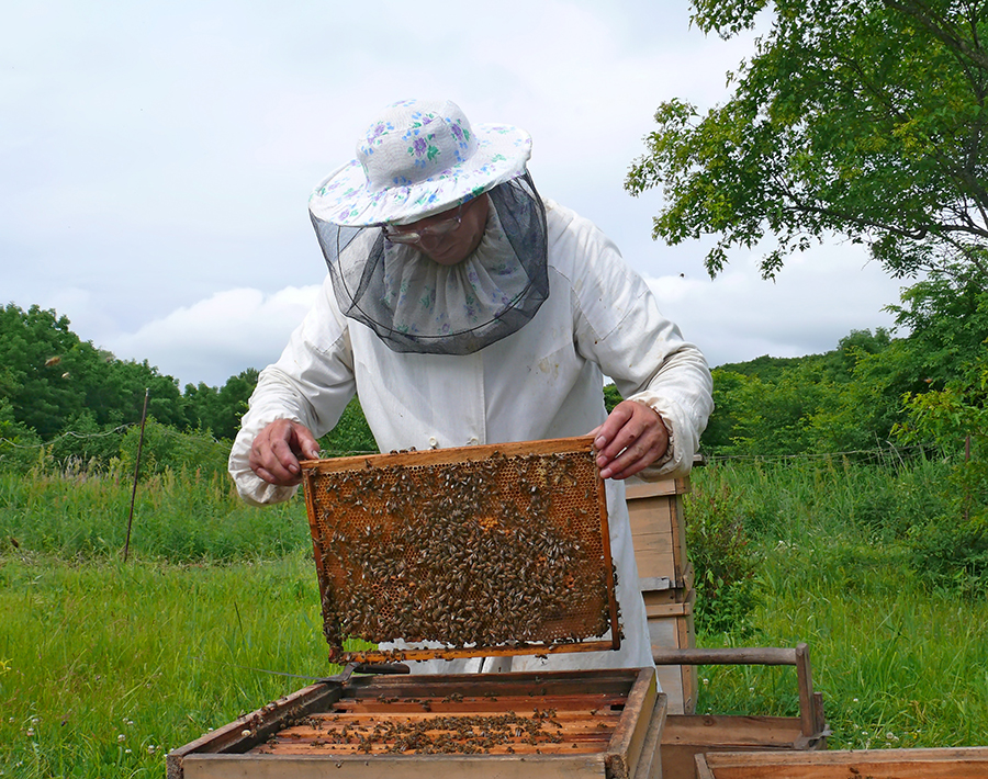 Hunter Bee Keepers Call For Recovery Plan, Not Just "Sugar Hit" On ...