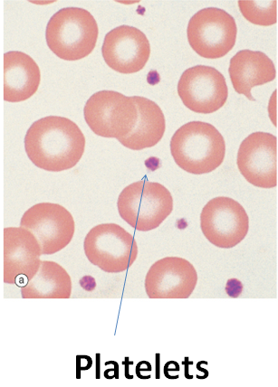 MBBS Medicine (Humanity First): Blood Histology