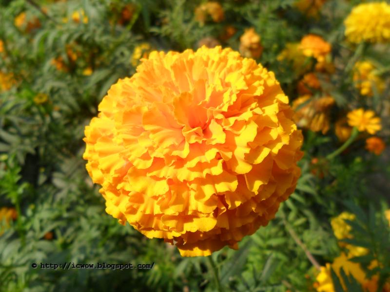 Genda Flower In English Name | Best Flower Site