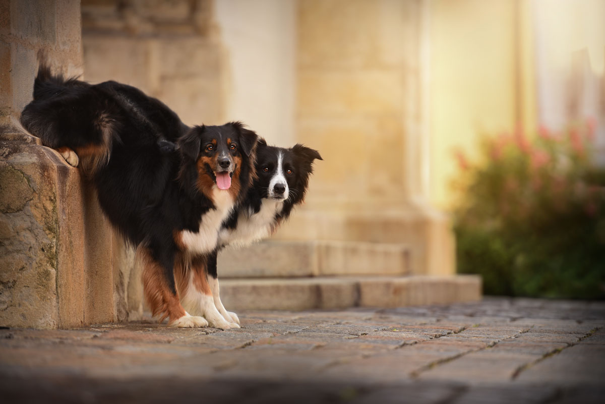 Eight Reasons to Train Your Dog Just for Fun